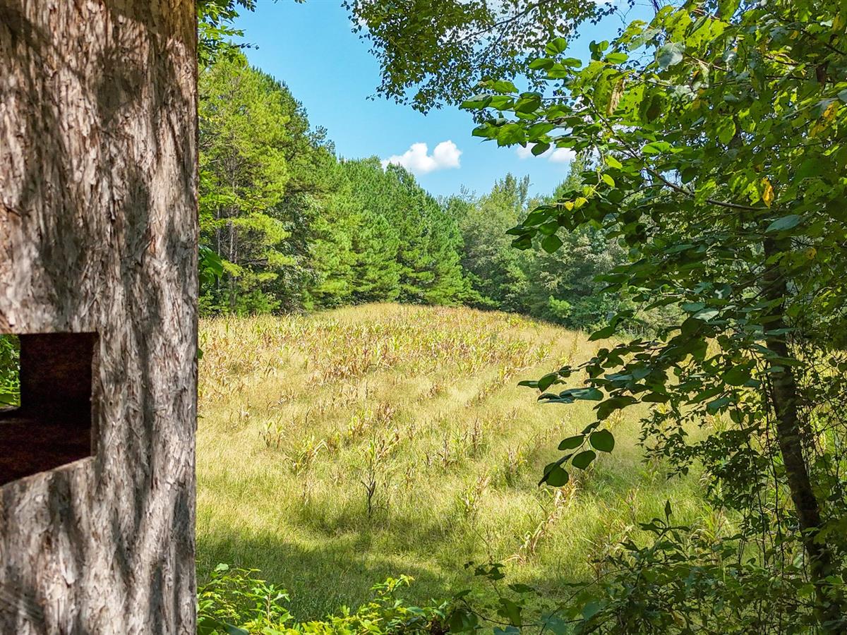Hunting, Timber, Homesites in Peaceful Rural Setting - LANDFLIP BLOG