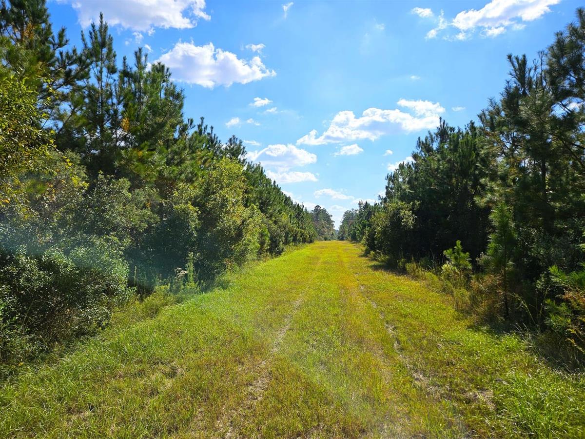 Large Timberland Tract In A Strong Wood Market - LANDFLIP BLOG