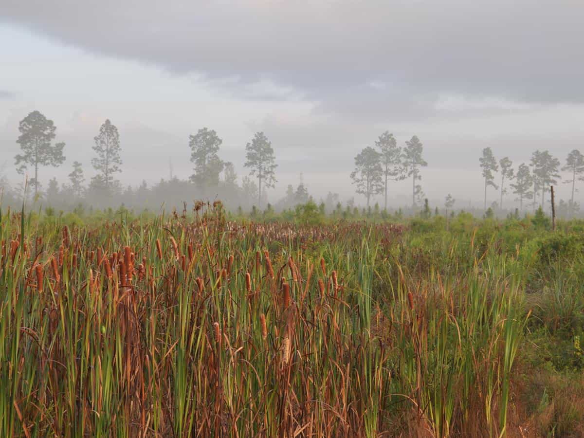 Longleaf Pine Savanna Habitat Offers Tremendous Hunting - LANDFLIP BLOG