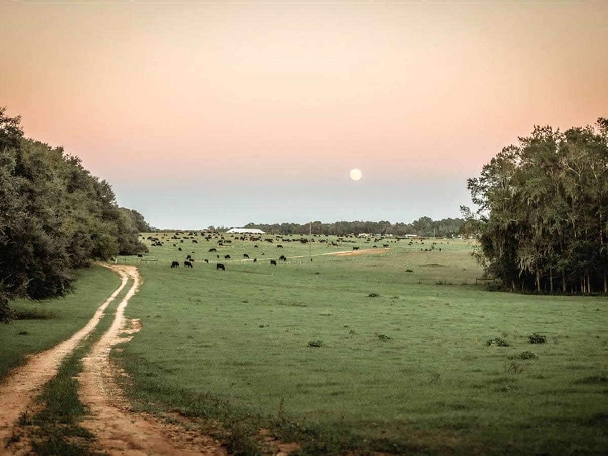 Meticulously Maintained Cattle Ranch Offers Views, Wildlife & Home ...