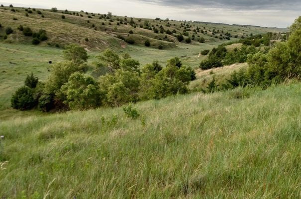 Productive Hardland Pasture for Grazing Cattle - LANDFLIP BLOG