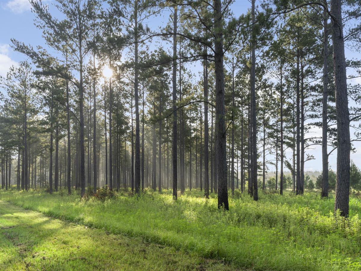 Recreational Farm with Income Streams - LANDFLIP BLOG